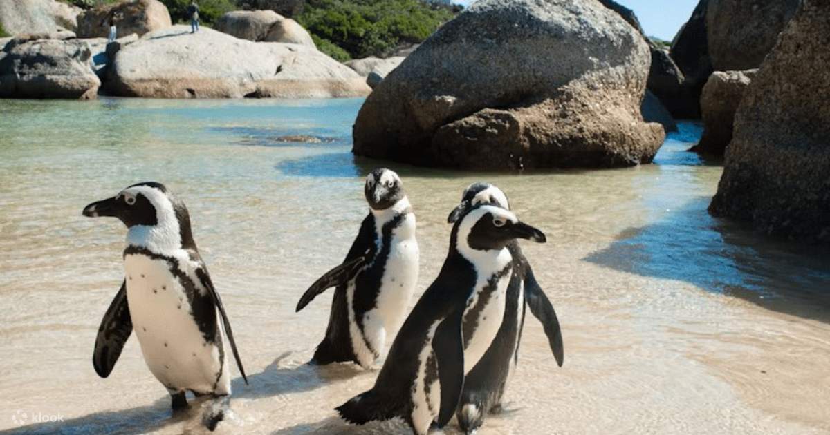 Cape Point and Penguin Join In Day Landmark Tour - Klook Singapore