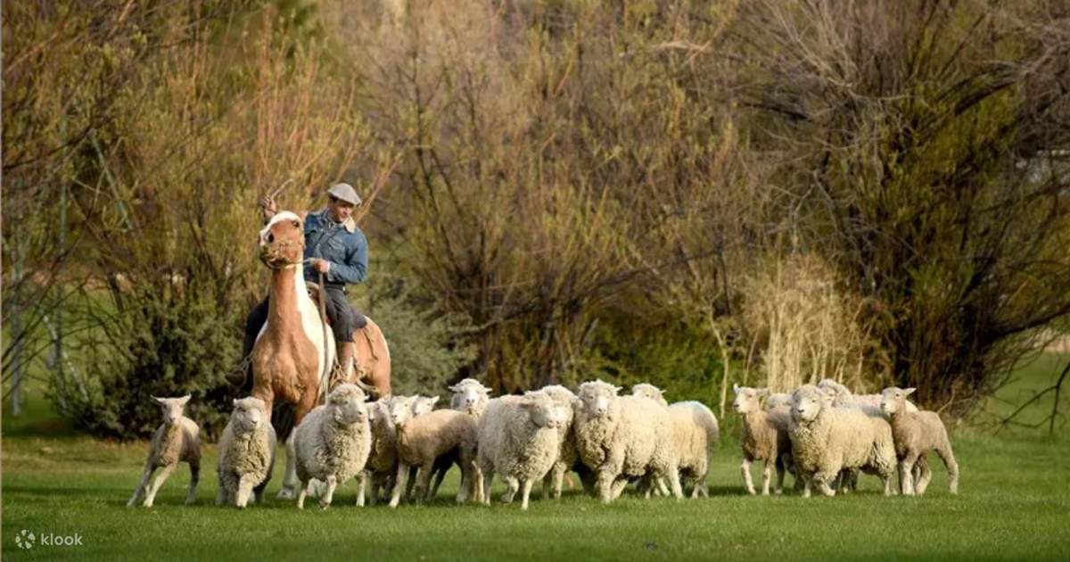Estancia 25 de Mayo - Ranch day + Dinner show From El Calafate - Klook ...