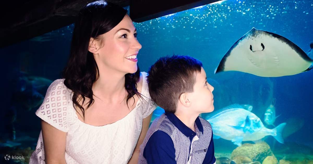 Sea Life Blankenberge ticket - Klook Canada