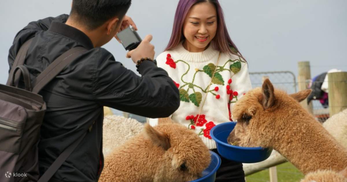 Akaroa Shamarra Alpaca Farm Tour - Klook