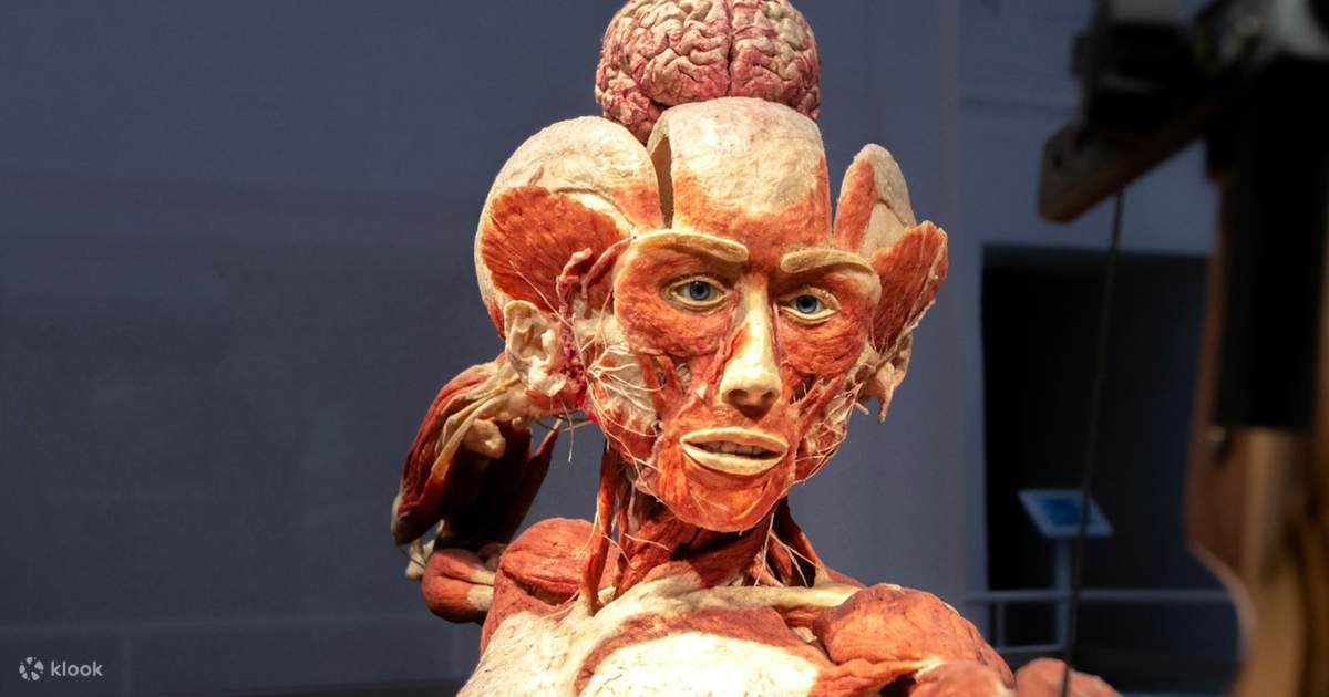 Entrada al Museo Body Worlds en Heidelberg - Klook Estados Unidos