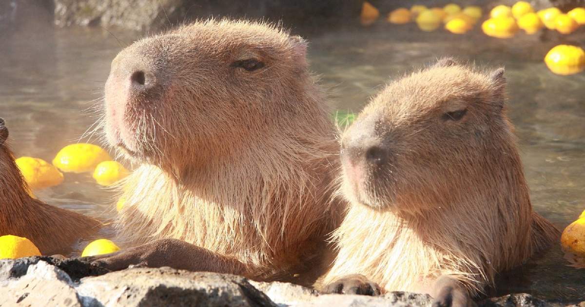 Izu Cactus Zoo & Mount Omuro One-day Tour | Departing from Tokyo ...