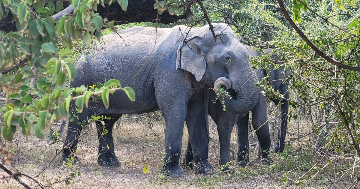 Bundala National Park Half A Day/Full Day Safari - Klook