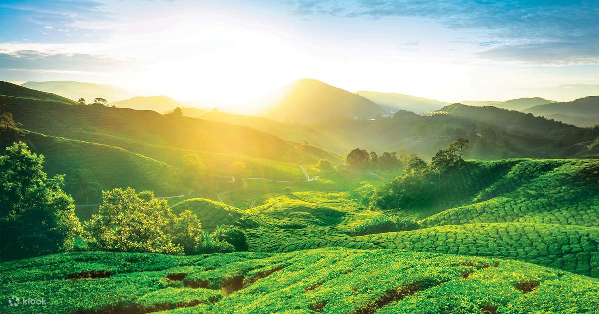 Escape to Nature: Cameron Highlands Private Day Tour from Kuala Lumpur ...