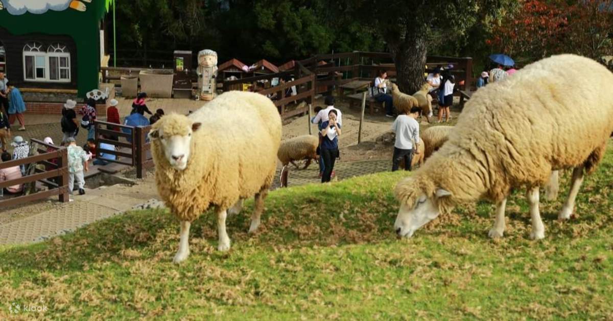 Taichung Gaomei Wetland & Cingjing Farm Day Tour - Klook Philippines