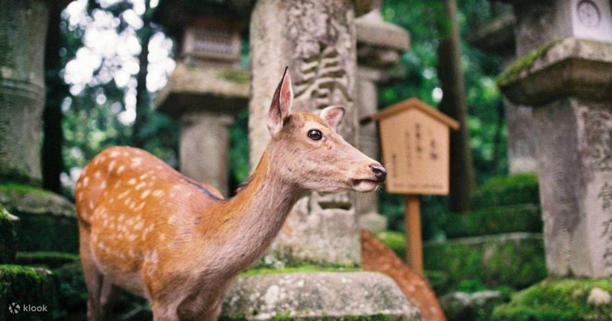 Gita di un giorno a Kyoto Nara │ Tempio Kiyomizu + Santuario Fushimi ...