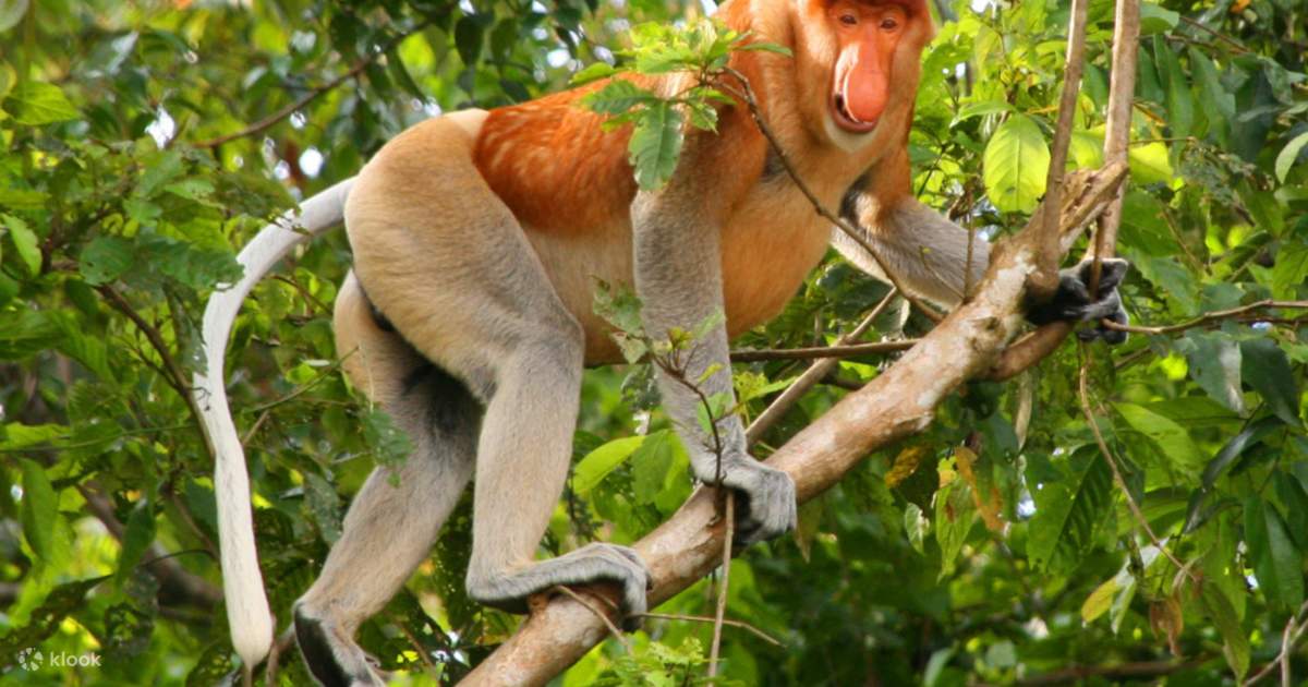 Kota Kinabalu: Tour nhóm xem khỉ vòi Đầm lầy Bongawan - Klook Việt Nam