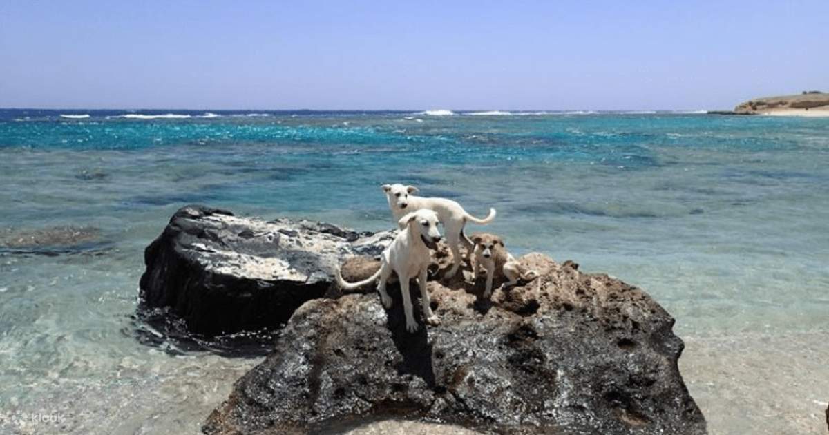 Marsa Alam - Sharm EL-Lole Beach Zaina Camp Day Trip - Klook Canada