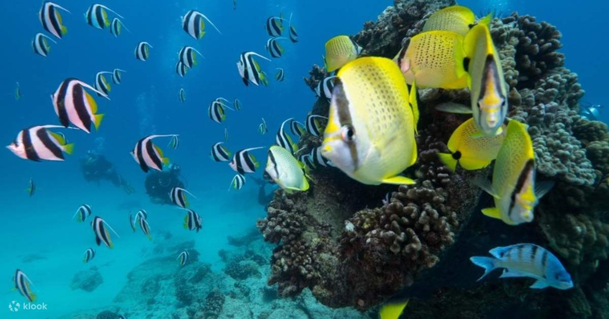3 Days Wreck Diving Tour in Oahu - Klook