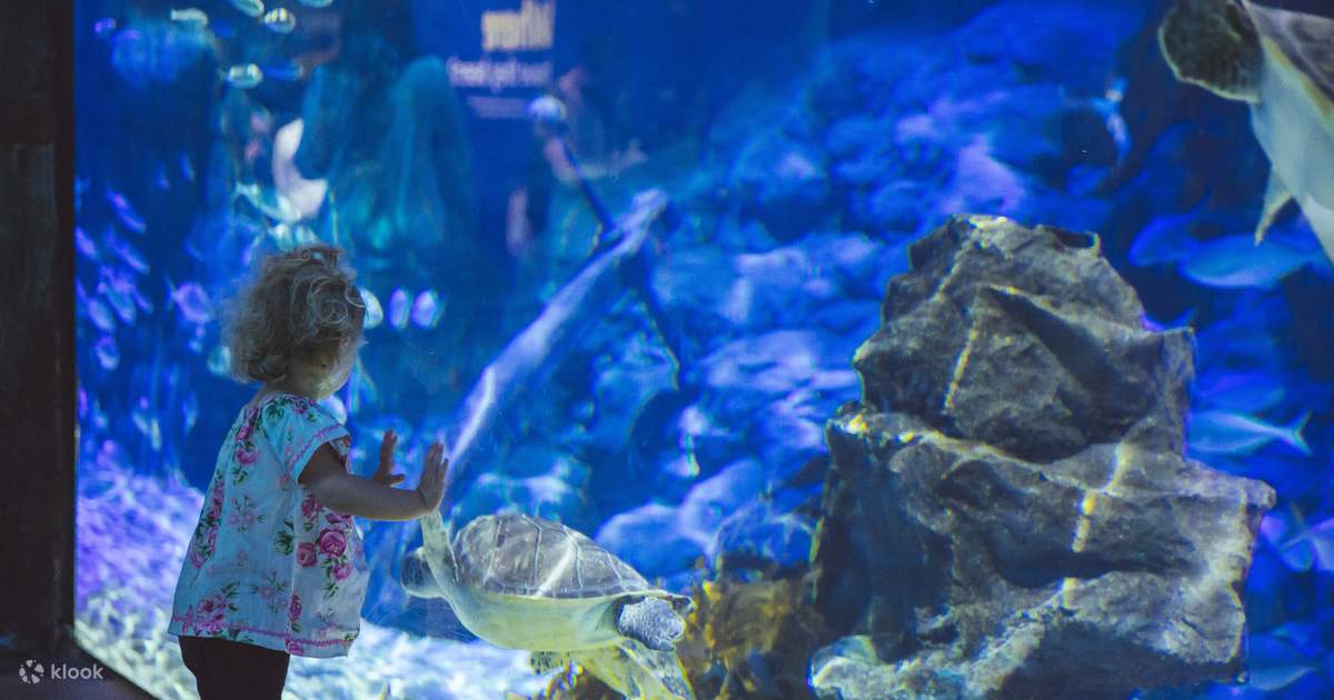 Kelly Tarlton's SEA LIFE Aquarium Ticket in Auckland - Klook New Zealand