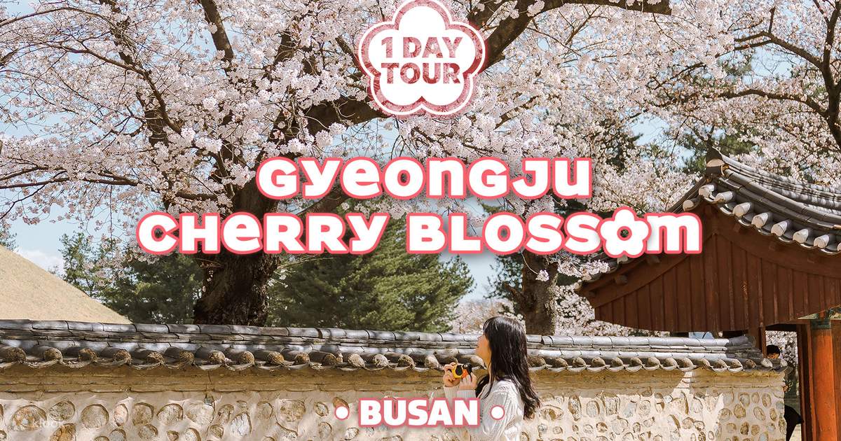 Gyeongju Cherry Blossom Festival One day Tour from Busan - Klook États-Unis