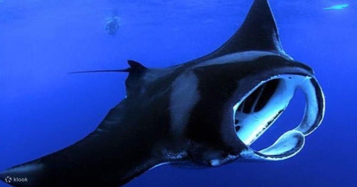 Manta Ray Night Snorkel Experience on Big Island - Klook