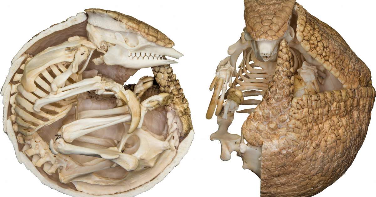 Orlando’s Skeletons: Museum of Osteology Entrance Tickets - Klook客路