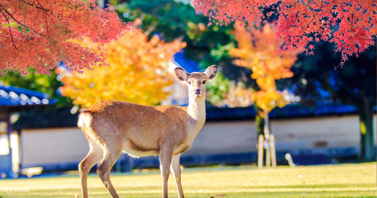 Excursión de un día a Kiyomizu-dera, el santuario Fushimi Inari y el ...