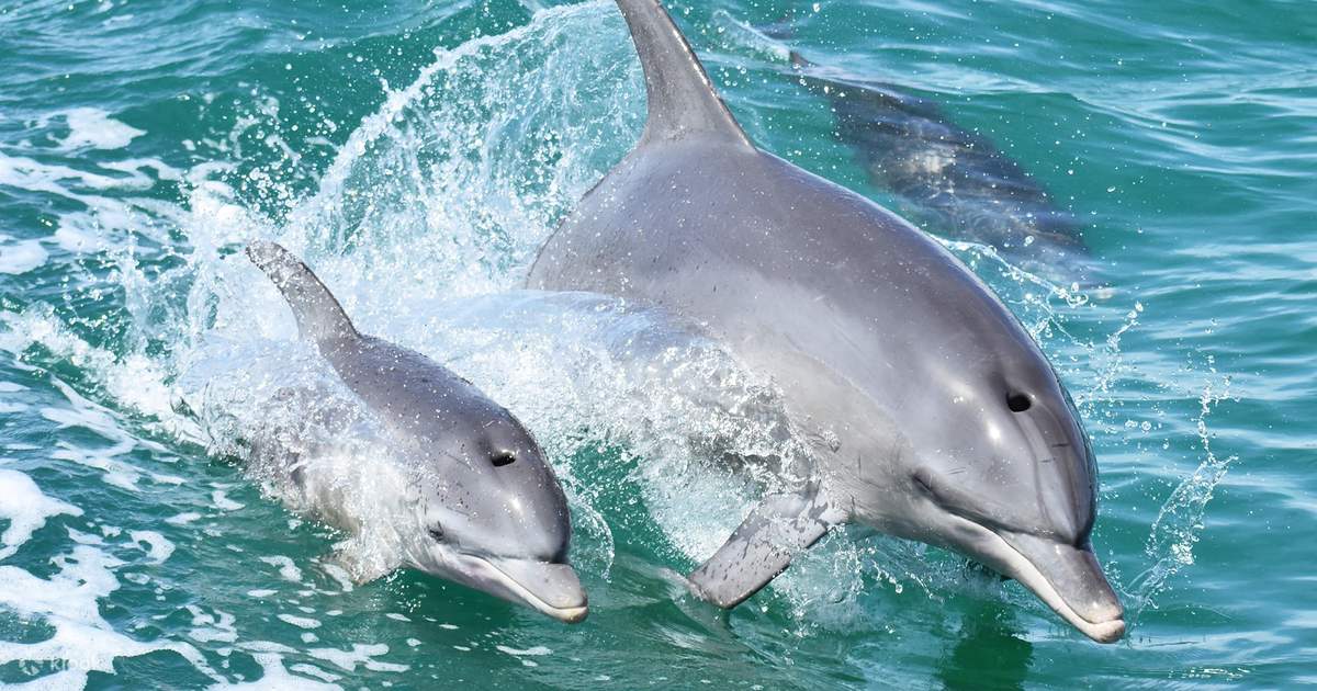 Mandurah Dolphin & Scenic Canal Cruise from Perth - Klook