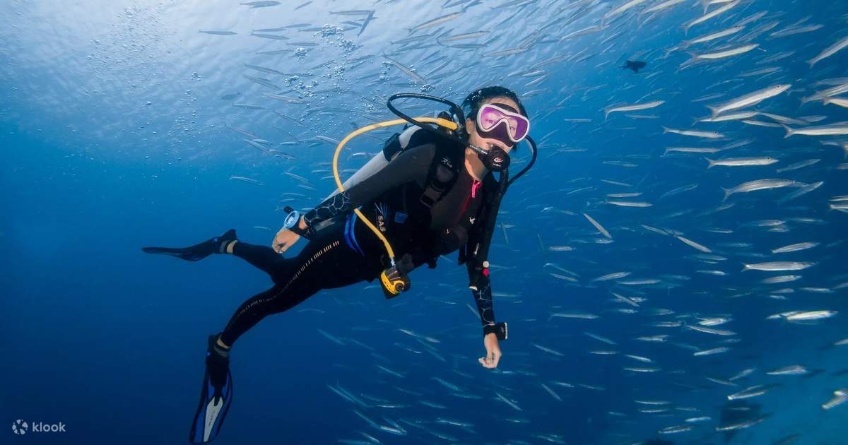 Experience an Exciting Full-Day Fun Dive in Menjangan with Our PADI ...