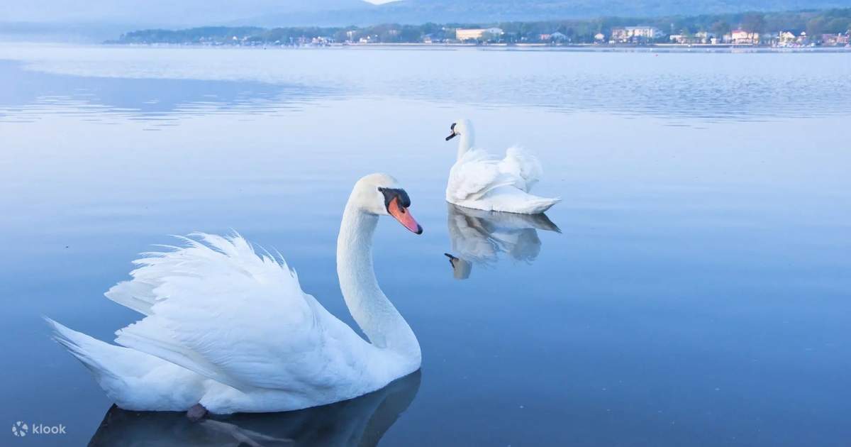 Tur Satu Hari Gunung Fuji & Hakone Mobil Charteran Khusus - Klook Indonesia