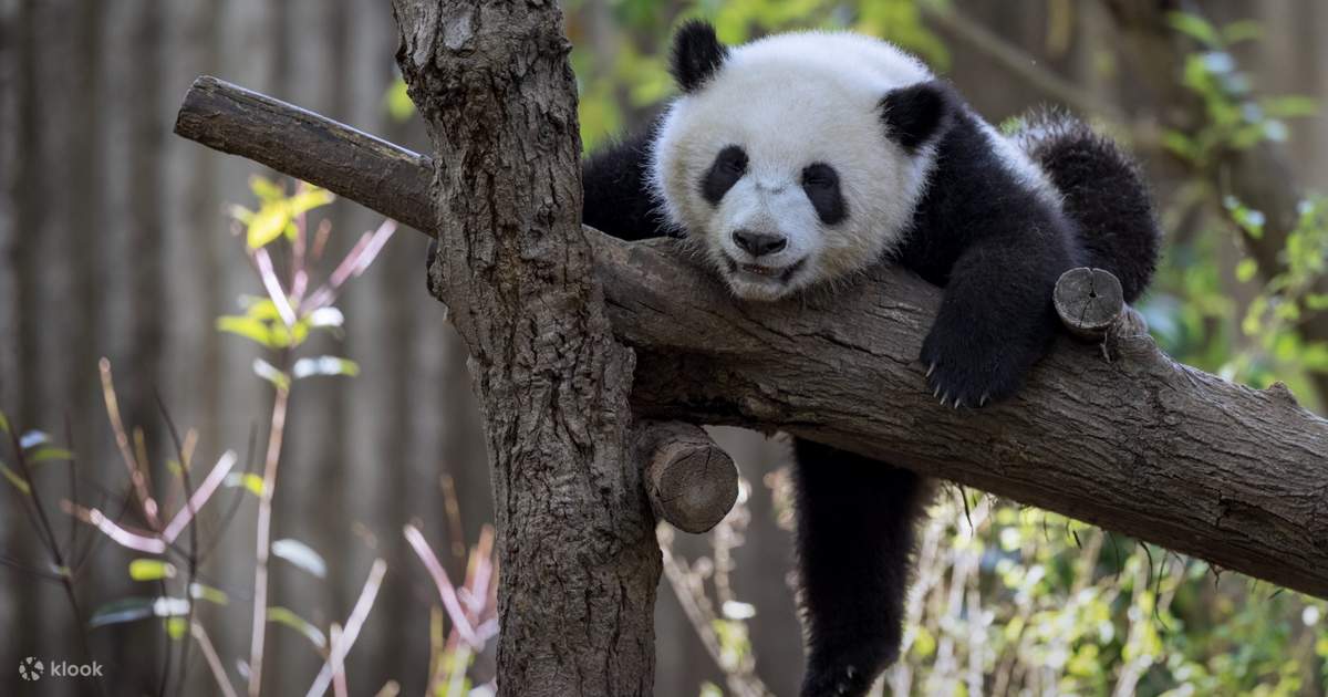 Chengdu Giant Panda Breeding Base Half-Day Tour with Guide, Companion ...
