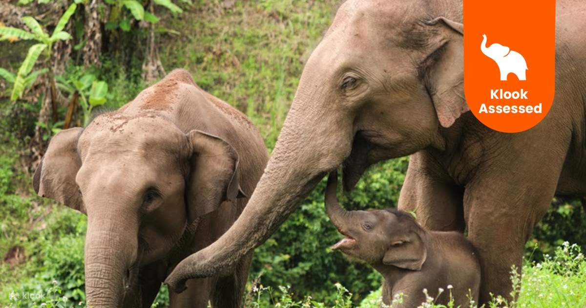 Kindred Spirit Elephant Sanctuary - Klook United States