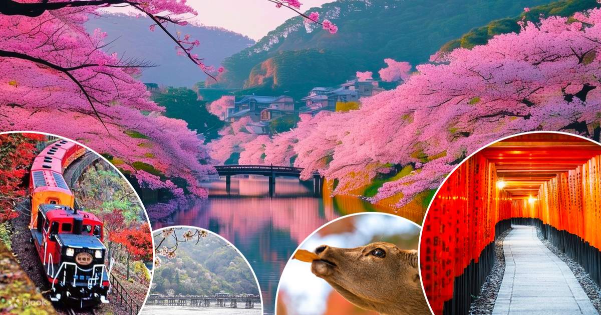 [Kyoto Cherry Blossom Viewing] Nara Park & Arashiyama Train & Fushimi ...