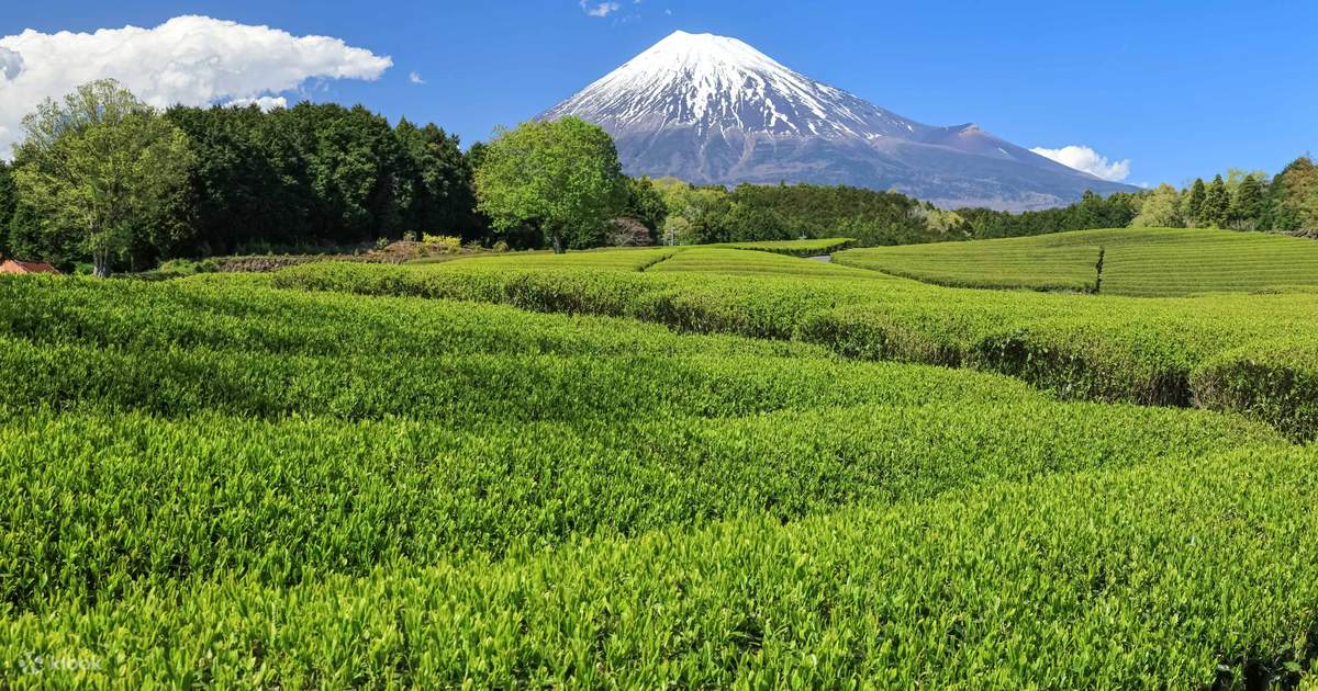Fuji Safari Park Day Tour with Animal Feeding Experience from Nagoya ...