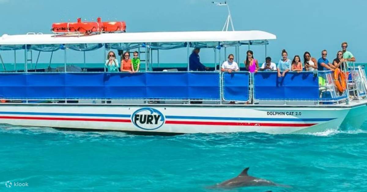 Partecipa a 3 ore di esperienza di osservazione dei delfini e ...