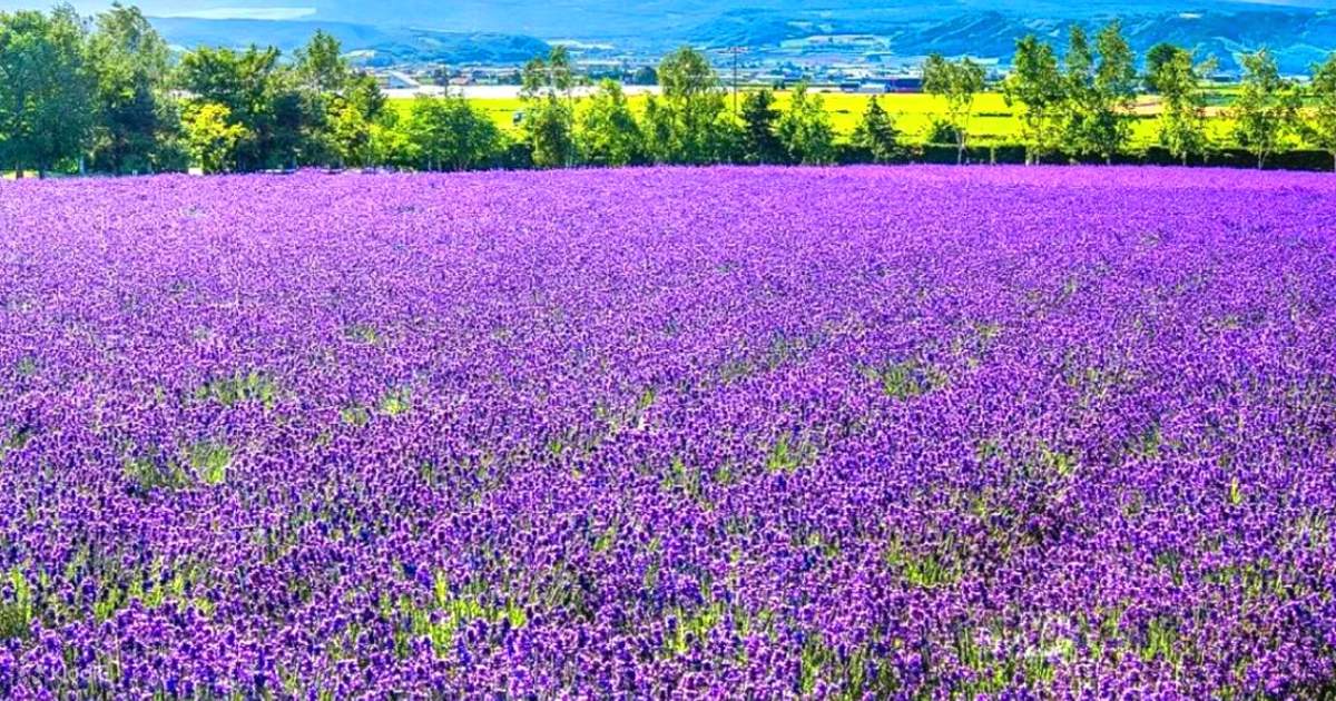 Furano & Biei Blue Pond & Shikisai-no-oka Day Tour - Klook Philippines