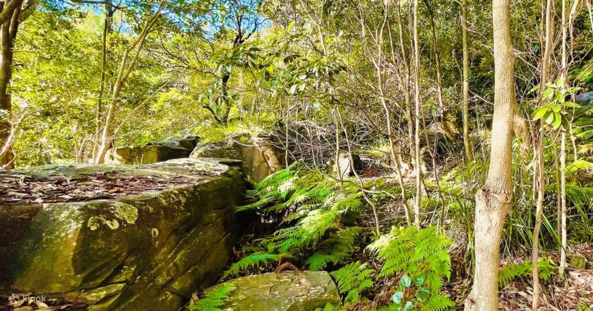 North Head Picturesque Walk in Mosman - Klook