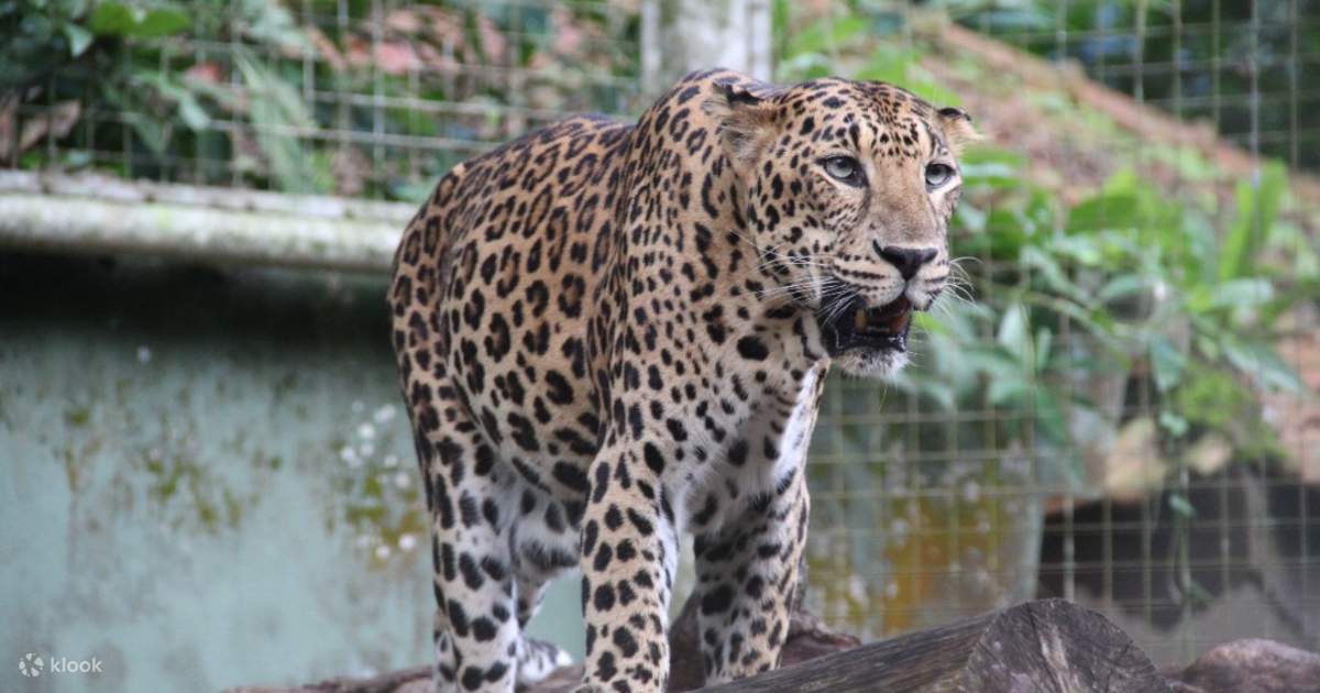 Biglietto per lo zoo di Malacca - Klook Stati Uniti