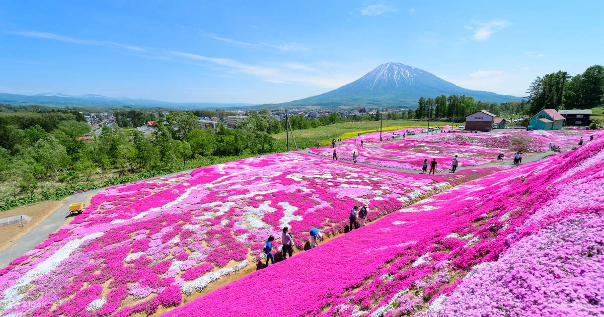 Departing from Sapporo｜Niseko Lake Toya cherry blossom viewing and ...