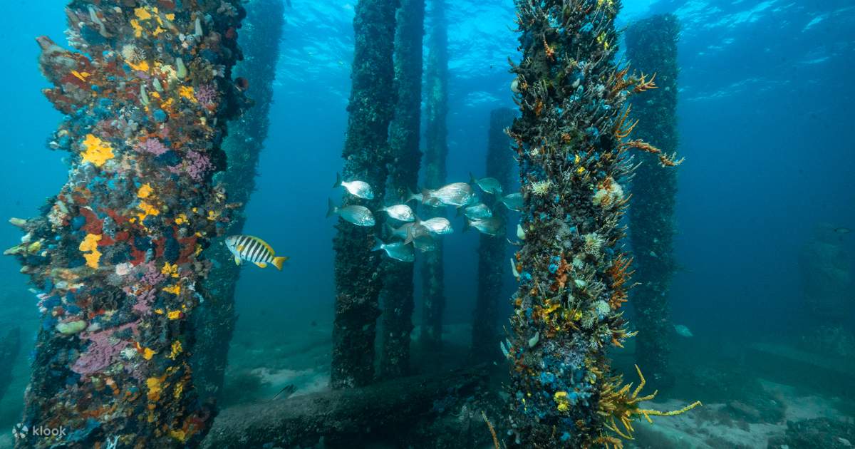 Diving in Busselton Jetty and Underwater Sculptures Dive - Klook