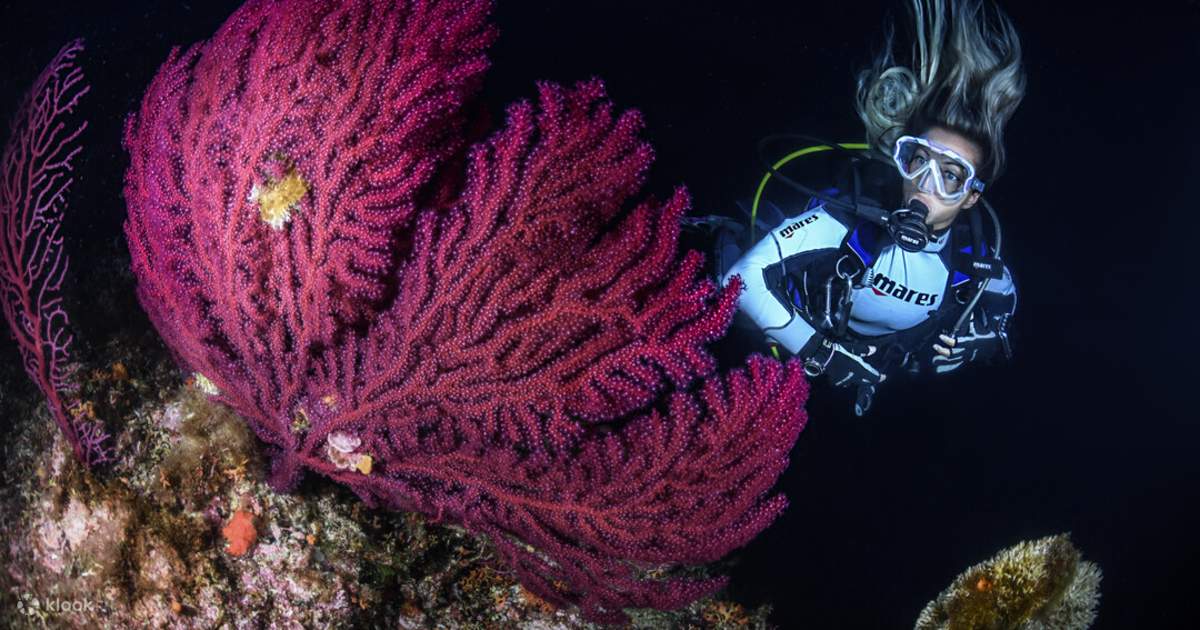 Scuba Diving in SDI Leisure Diving Experience at Tunku Abdul Rahman ...