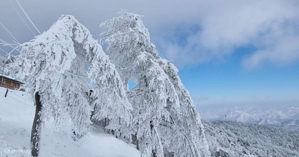 Taebaeksan Mountain Snow Festival & Hwangji Pond Train Tour - Klook ...