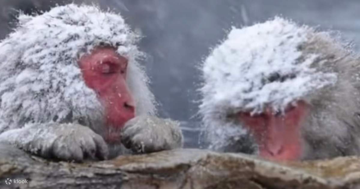 [Winter Skiing Only] Nagano Snow Monkey Park + Shiga Kogen 2-Day Skiing ...