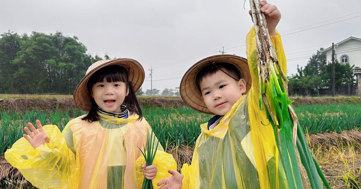 Yilan: Farmer Green Onion Experience Farm - Three Star Green Onion ...
