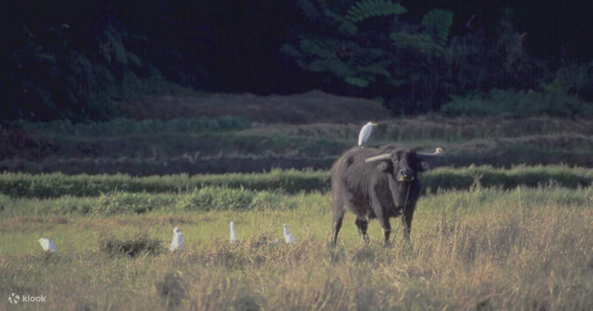 Kuroshima island cycling experience - Klook