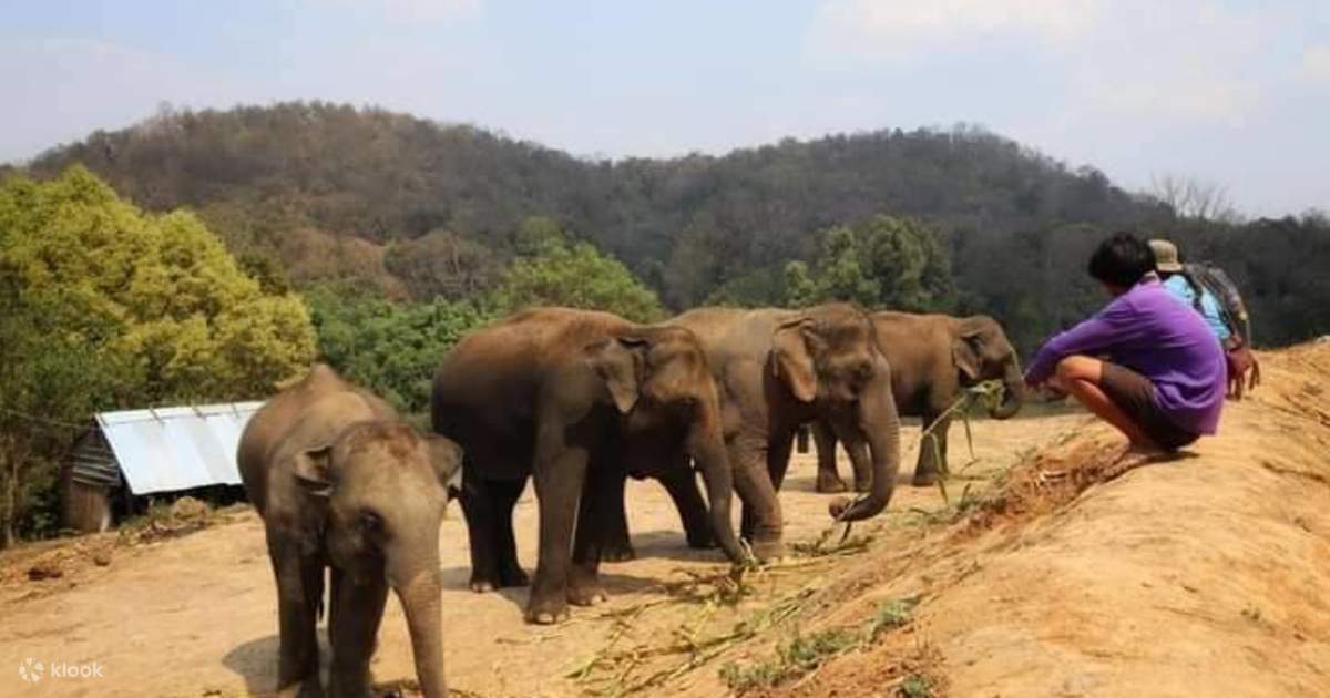1 Day Join In Elephant Care Activities Watching in Mae Wang and ...