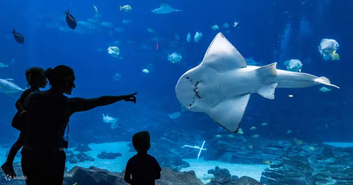 Admisión al acuario de Georgia en Atlanta - Klook Estados Unidos