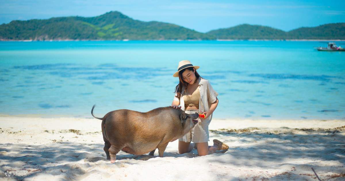Koh Samui: Private Longtail Tour to Pig Island with Snorkel - Klook