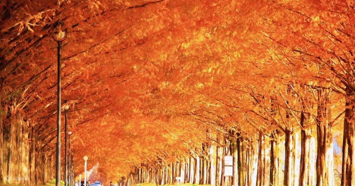 Lake Biwa and Famous Metasequoia Trees Day Tour from Osaka - Klook ...