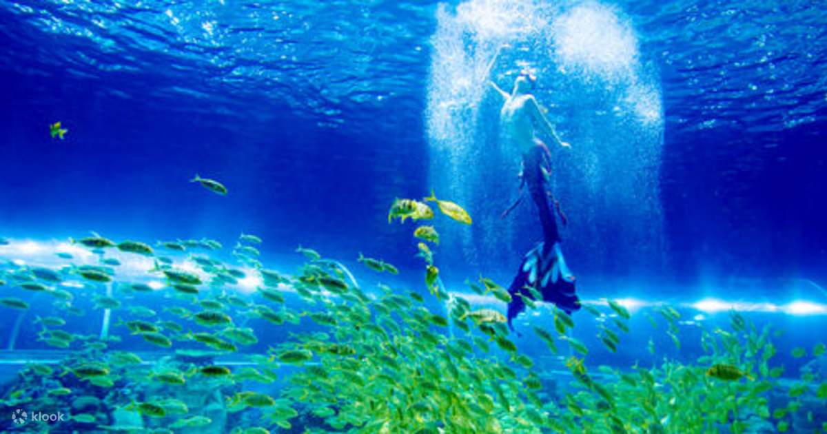 China Fish Vision Ocean Kingdom - Klook