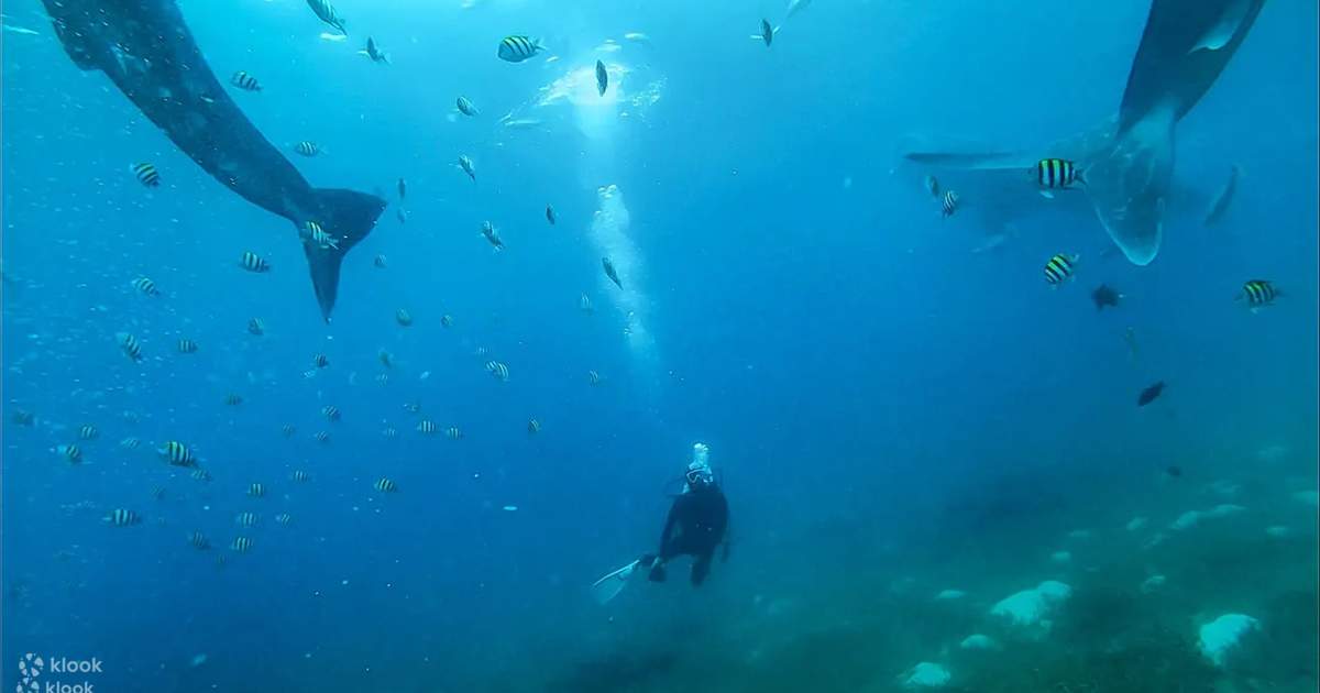Oslob Whale Shark Swimming and Paragliding Experience - Klook