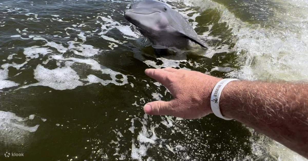 Boat Ride in 10,000 Islands and Biologist Led Walk in the Everglades ...