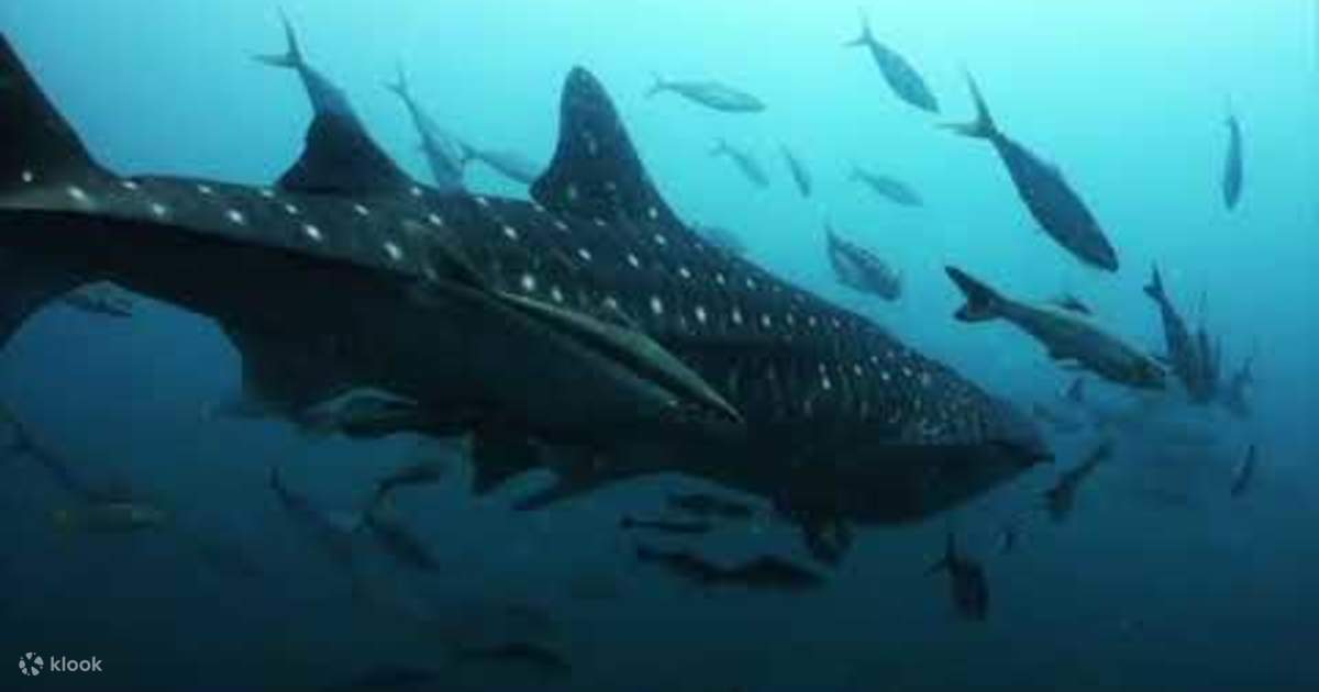 Perjalanan Selam Sehari Penuh di Phuket dengan 3 Selam | PADI 5 Star ...