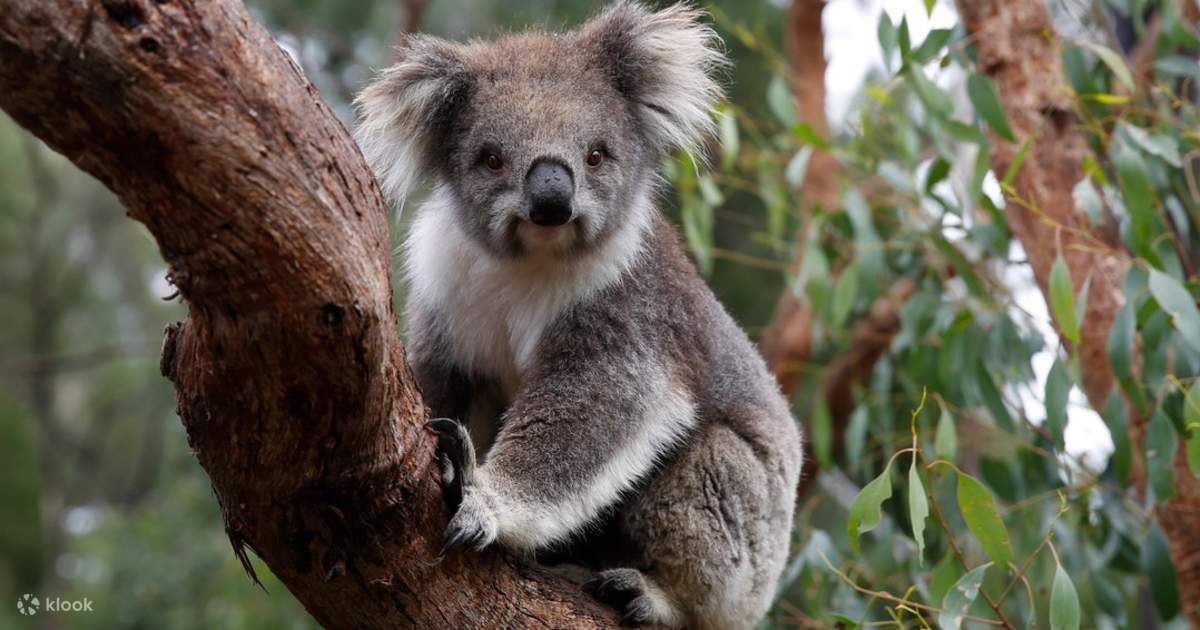 Healesville Sanctuary Koala Close-Up Encounter including General ...