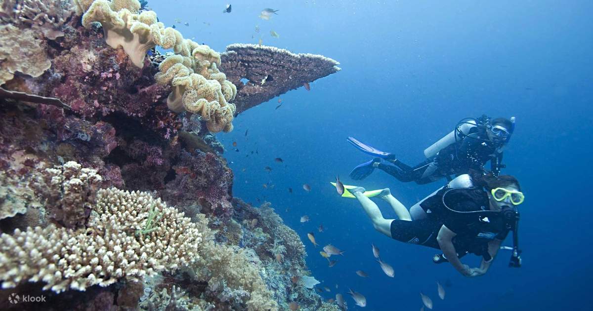 Tioman Island Leisure Diving Package (For Certified Divers) - Klook ...