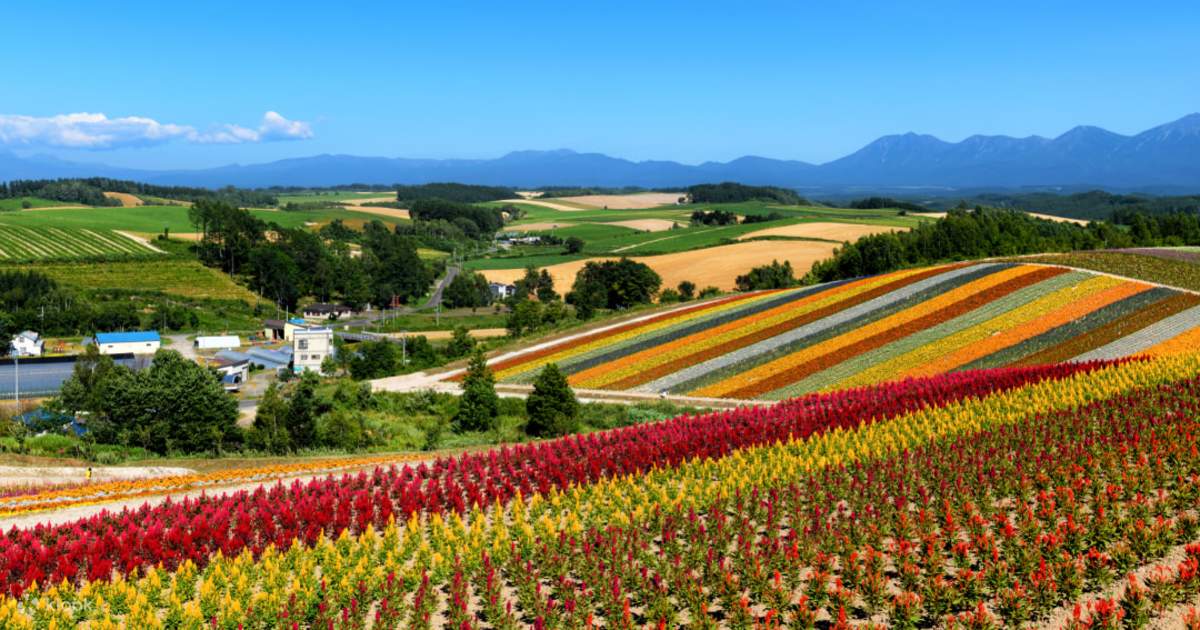 Shikisai-no-oka, Farm Tomita One Day Bus Tour from Sapporo - Klook