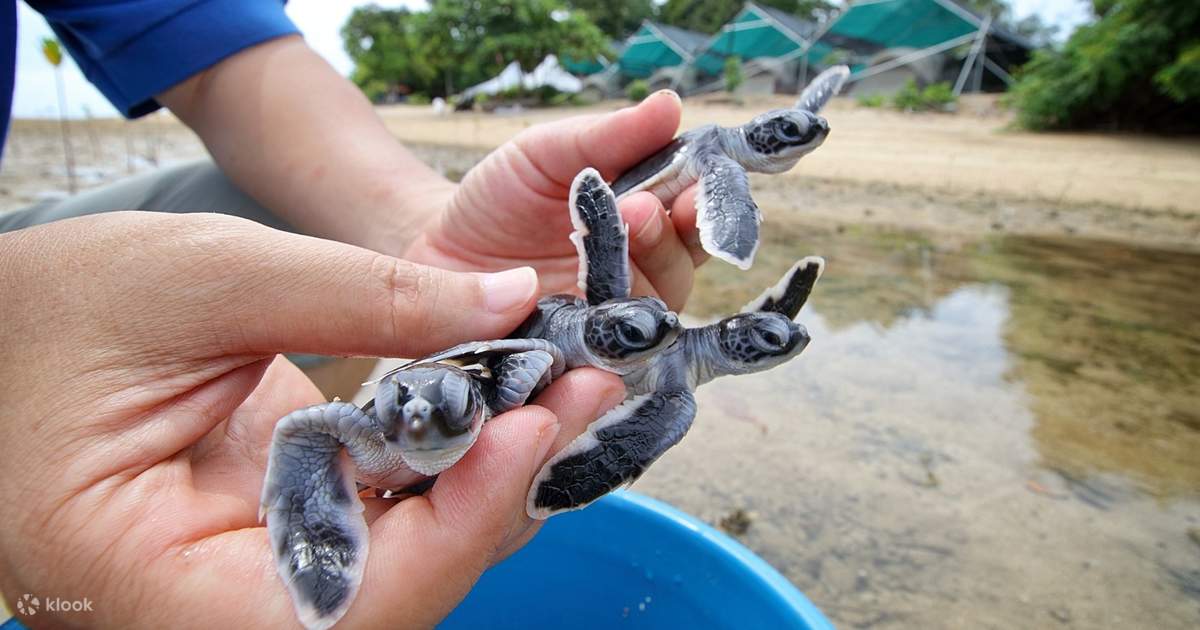 Visiting Florida Sea Turtle Sanctuaries Royal Caribbean, 51% OFF