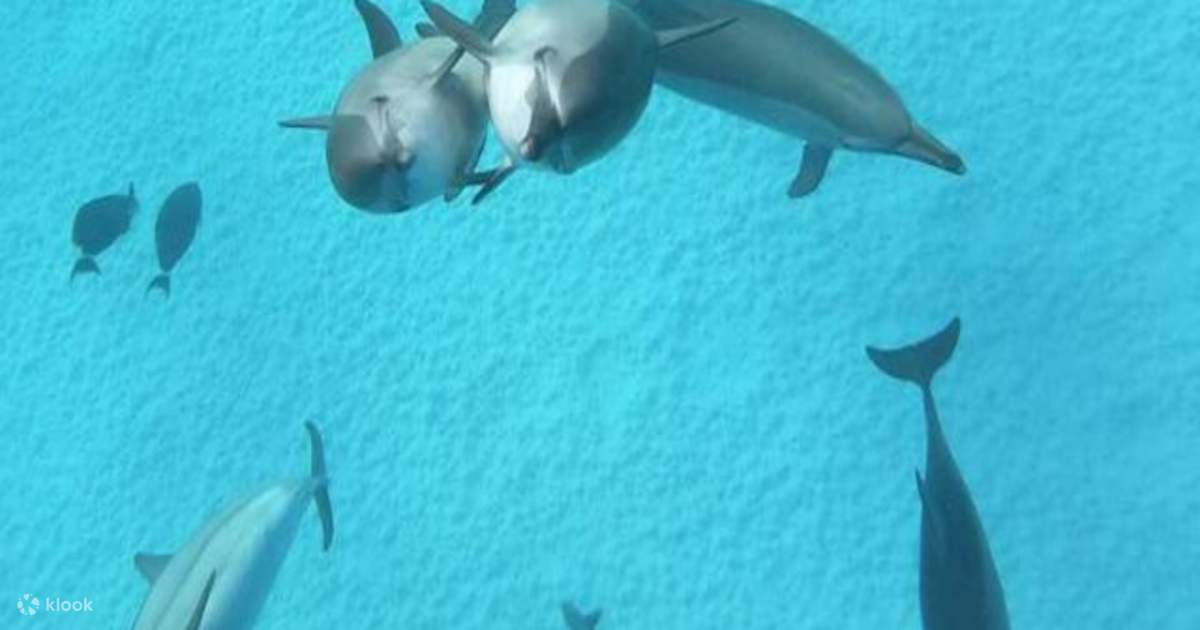 Marsa Alam - Samadai Dolphin House Trip with one daily dive - Klook ...