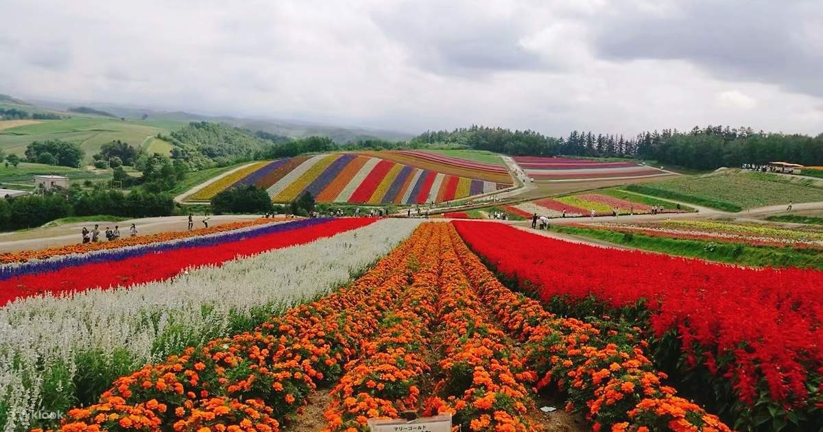 Hokkaido｜Biei Furano & Farm Tomita & Shikisai-no-Oka Day Tour｜Depart ...
